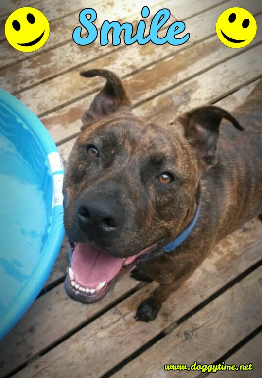 Smile Crash | DOGGYTIME ™ ~ Canine Care & Rescue ♥